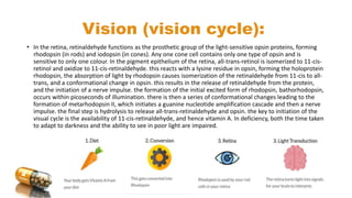 vitamin A.pptx,, metabolism and function | PPTX