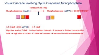 Vitamin A and its clinical applications | PDF