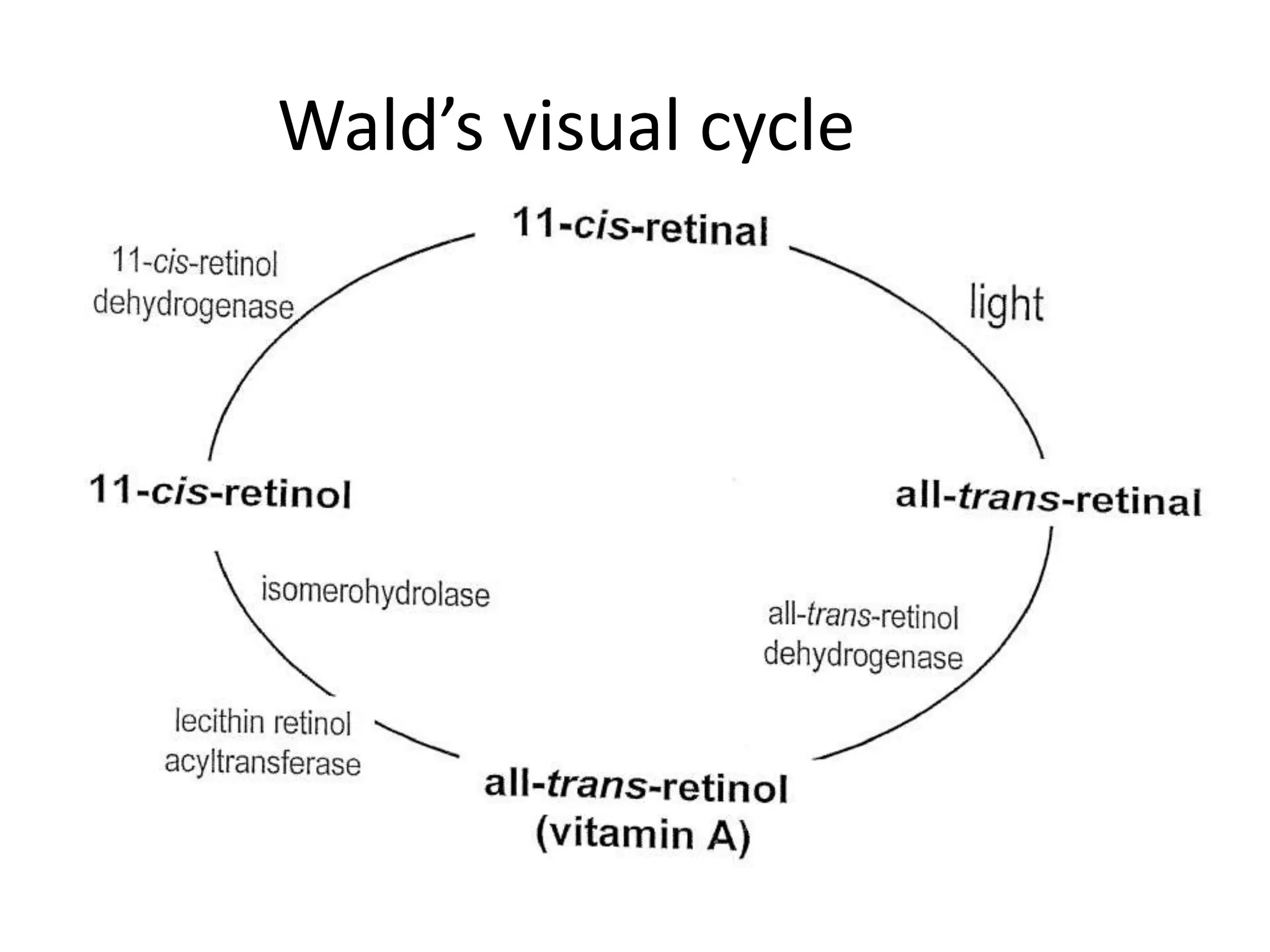 Vitamin A deficiency and control programme | PPTX