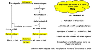 vitamin A and its role of vision in the dim light.pdf
