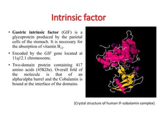 vitaminb12-141121074343-conversion-gate02.pdf