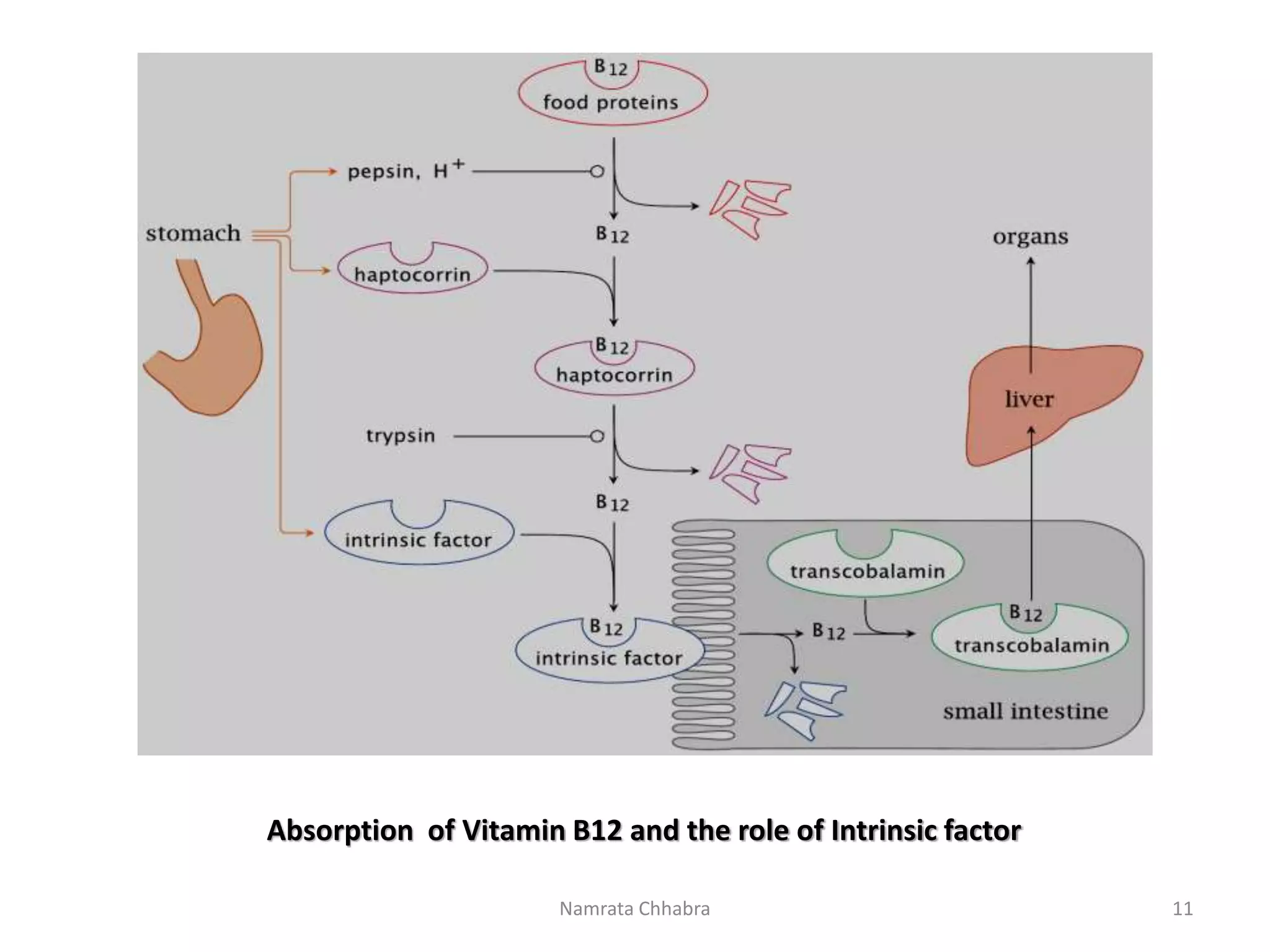 Vitamin B12- Chemistry, functions and clinical significance | PPTX