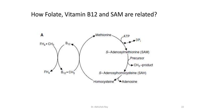 Vitamin B12 And Folate