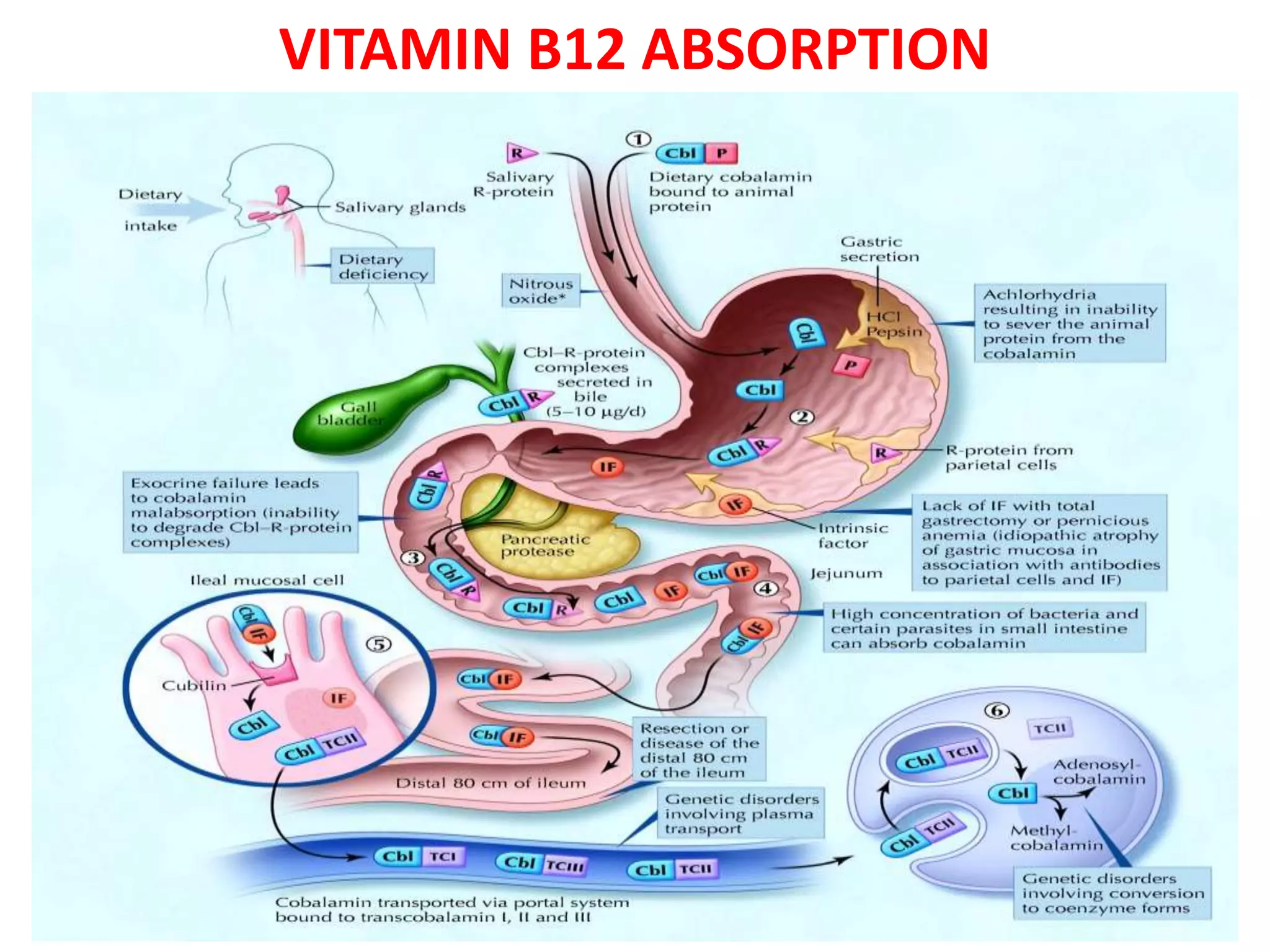 vitamin b12 deficiency.pptx