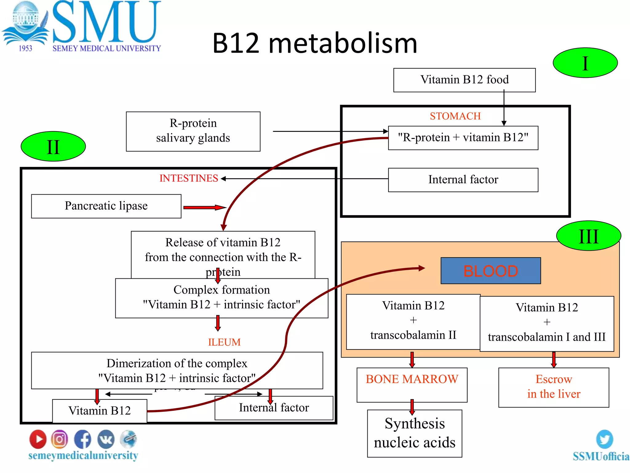 Vitamin B12 deficiency anemia (B12-DA),PPT. eng.pptx