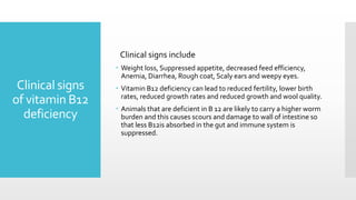 Vitamin b12 deficiency in animals | PPTX