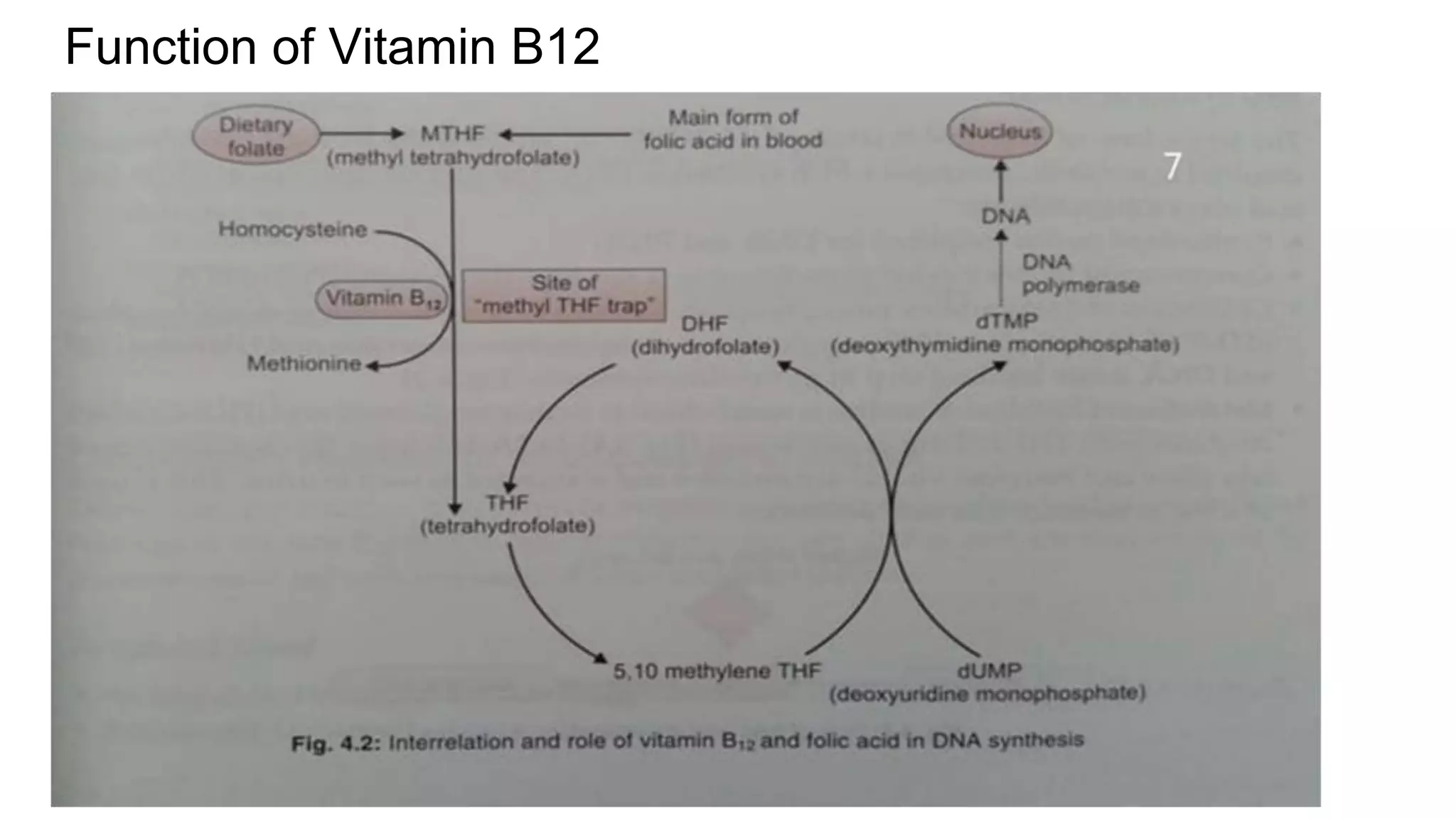 Vitamin B12_Folic acid test.pptx