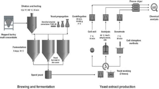 Vitamin B12 production.pptx