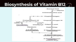 Vitamin B12 production.pptx