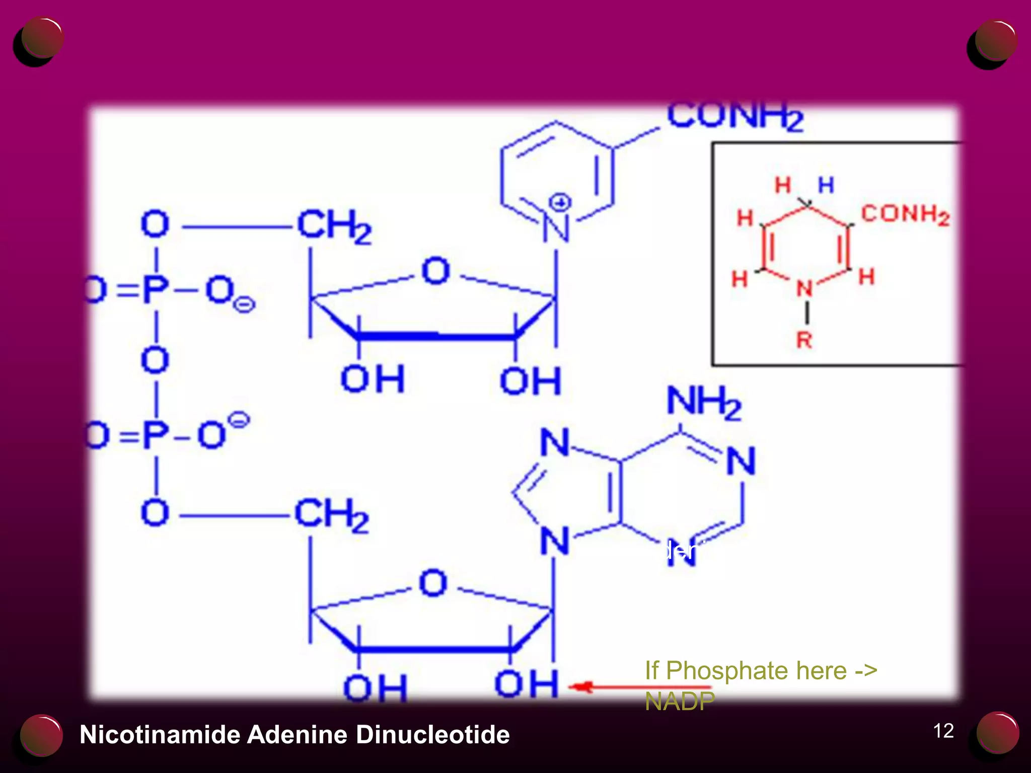 Vitamin B3 Niacin | PPTX