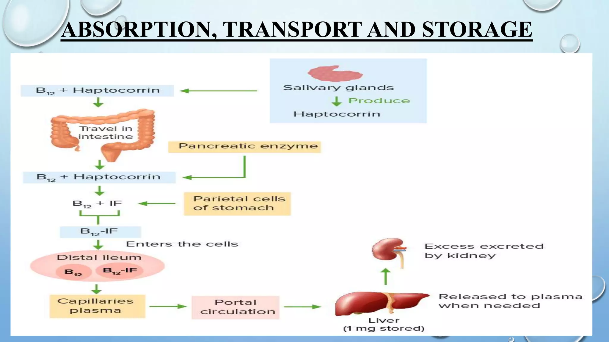 vitamin b9 and b12.pptx