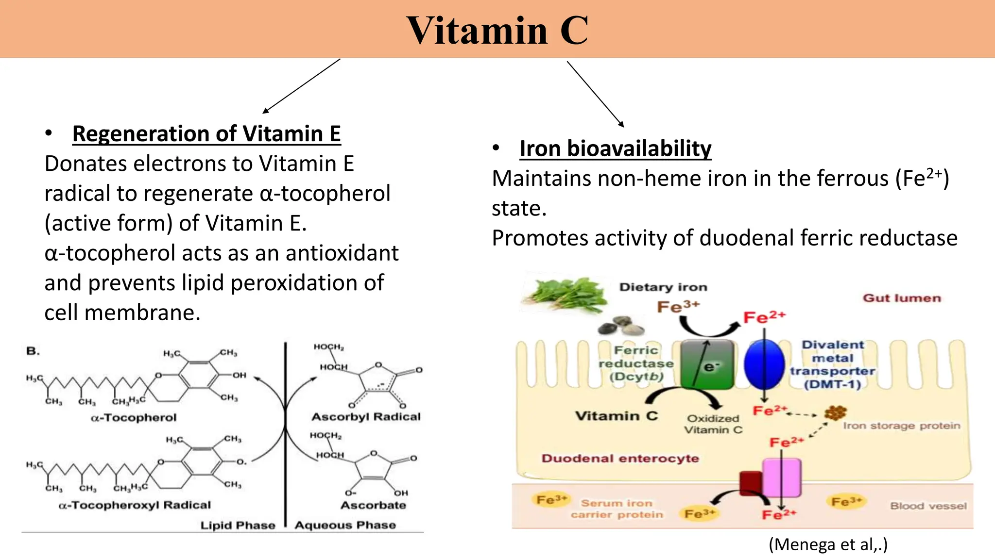 Vitamin C.pptx You will learn a more knowledge | PPTX