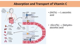 Vitamin C.pptx You will learn a more knowledge | PPTX