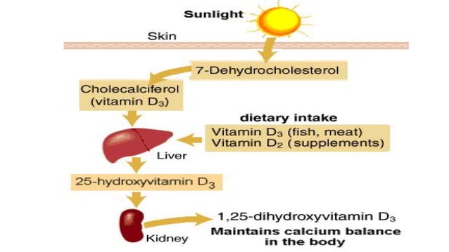 Vitamin D and Calcium Homeostasis | PDF