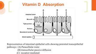 Vitamin D nutrition in human body in.pptx