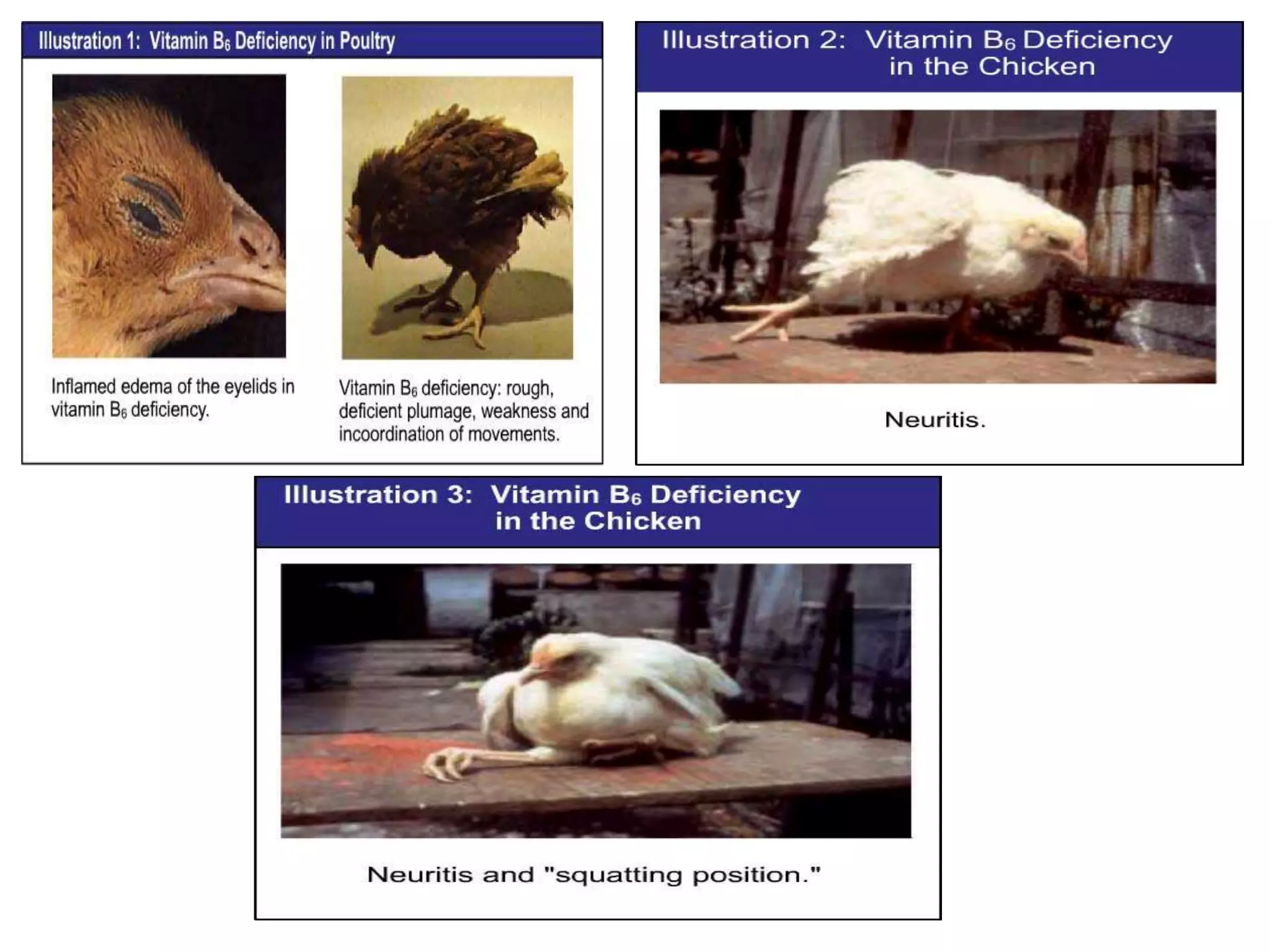 Vitamin deficiency diseases in poultry | PPTX