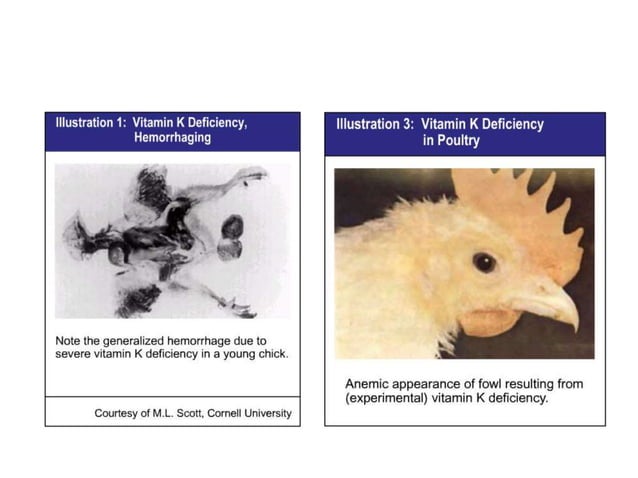 Vitamin deficiency diseases in poultry | PPTX | Blood Disorders ...