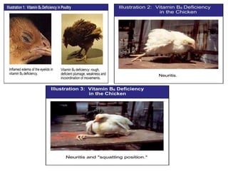 Vitamin deficiency diseases in poultry | PPTX