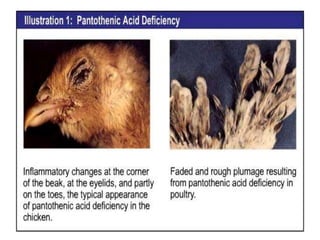 Vitamin deficiency diseases in poultry | PPTX