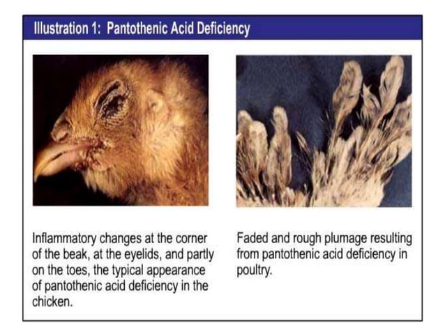 Vitamin deficiency diseases in poultry | PPTX | Blood Disorders ...