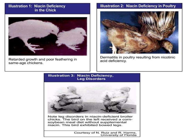 Vitamin deficiency diseases in poultry