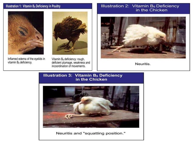 Vitamin deficiency diseases in poultry