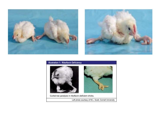 Vitamin deficiency diseases in poultry