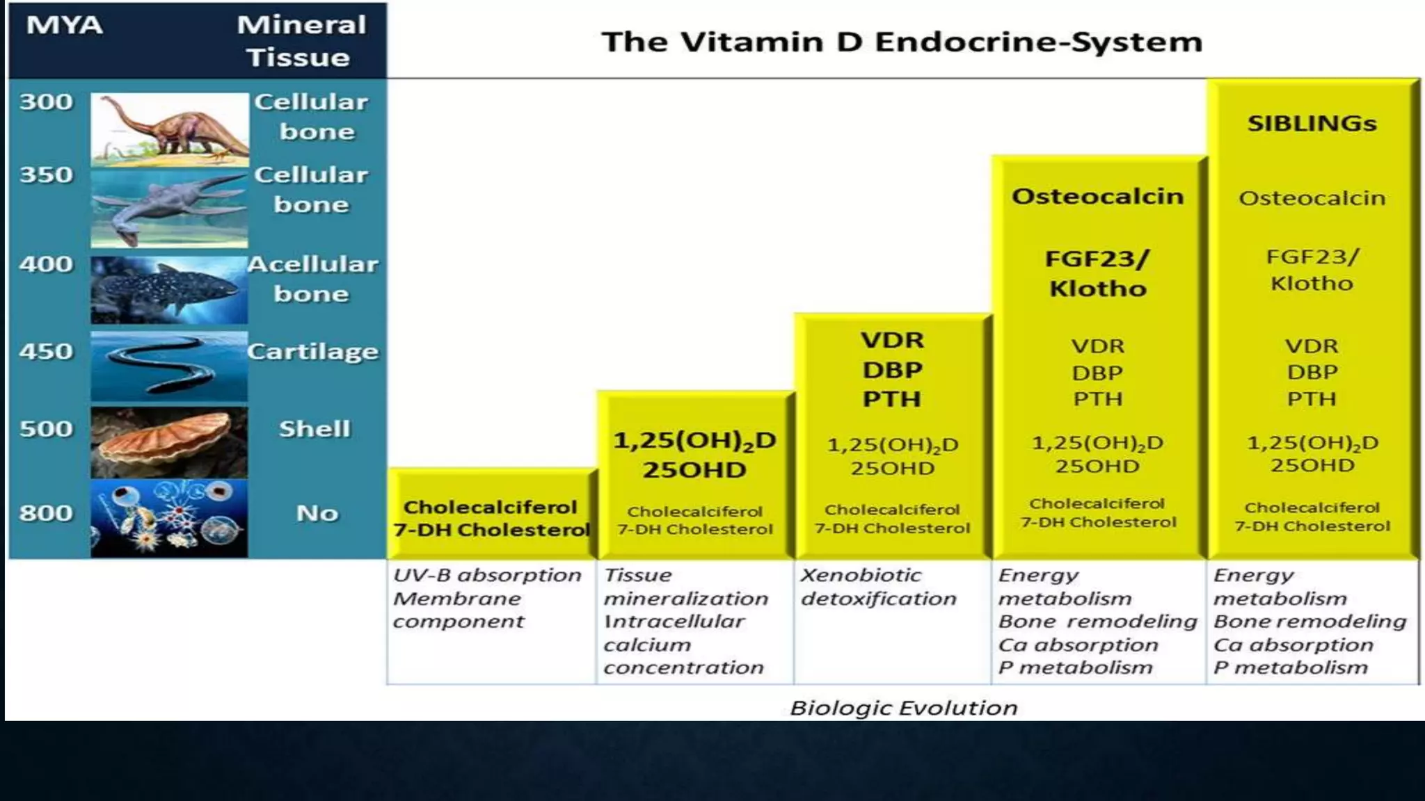 Vitamin d endocrine system from evolution to revolution | PPTX