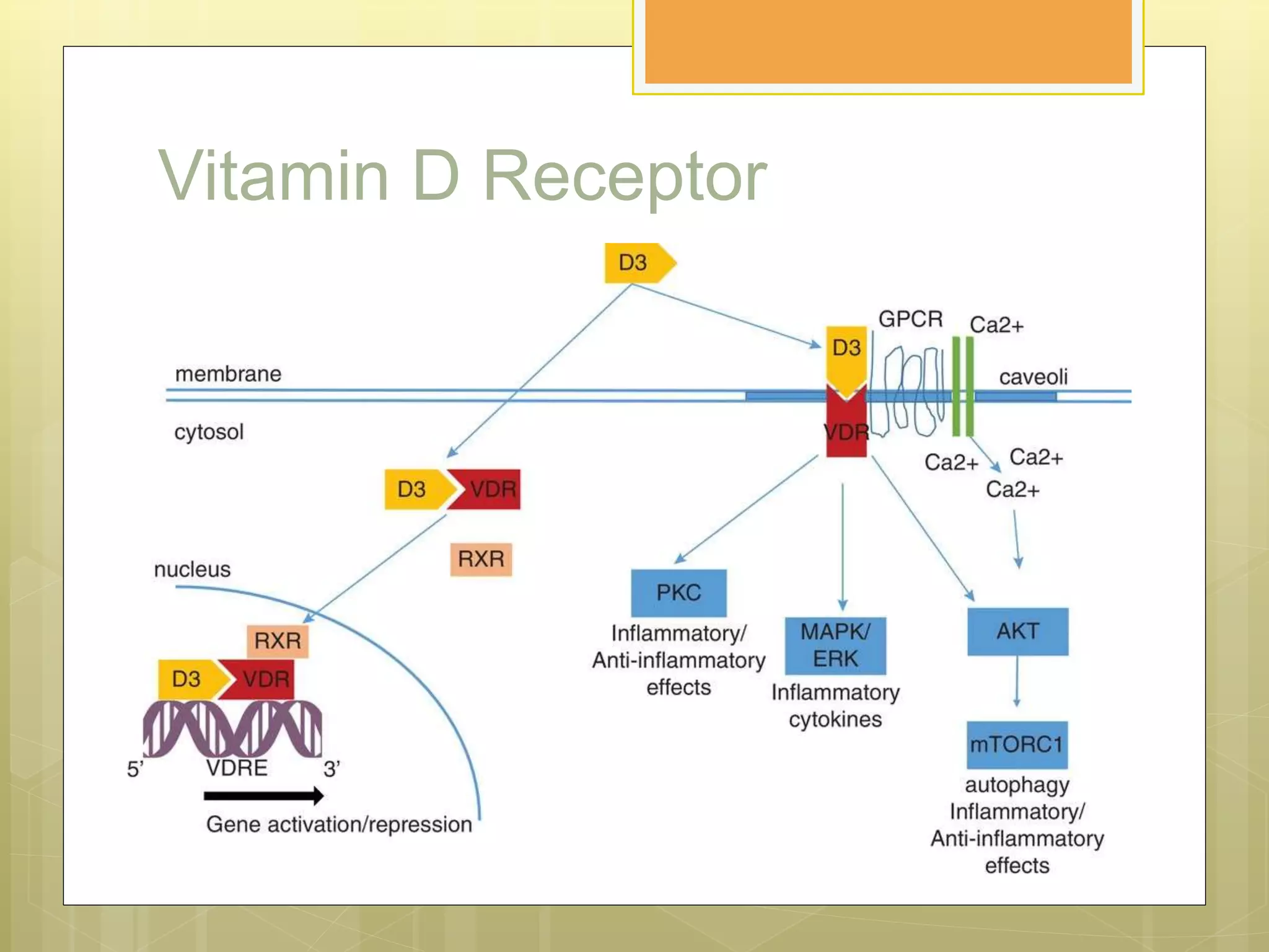 Vitamin d physiology | PPTX