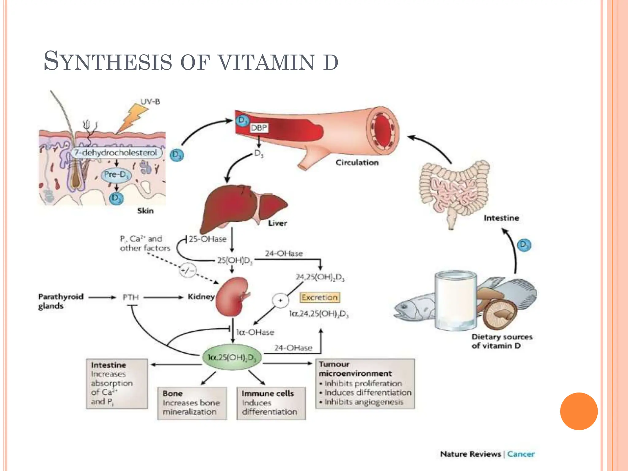 Vitamin D deficiency, description.pptx
