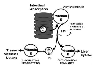 Vitamin E, Biochemistry.pptx