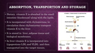 Vitamine E | PPTX