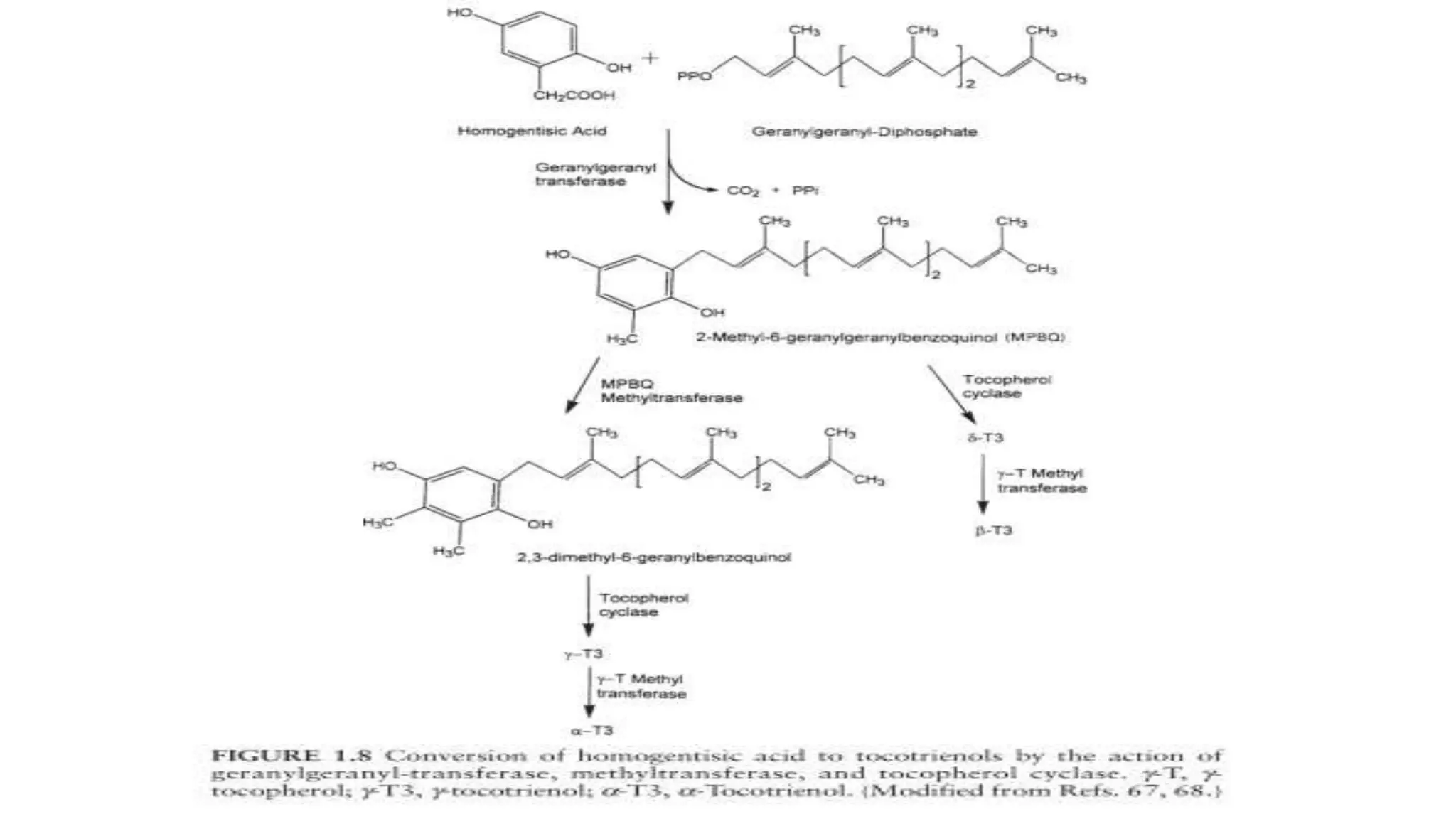 Vitamin Larut Lemak .pptx