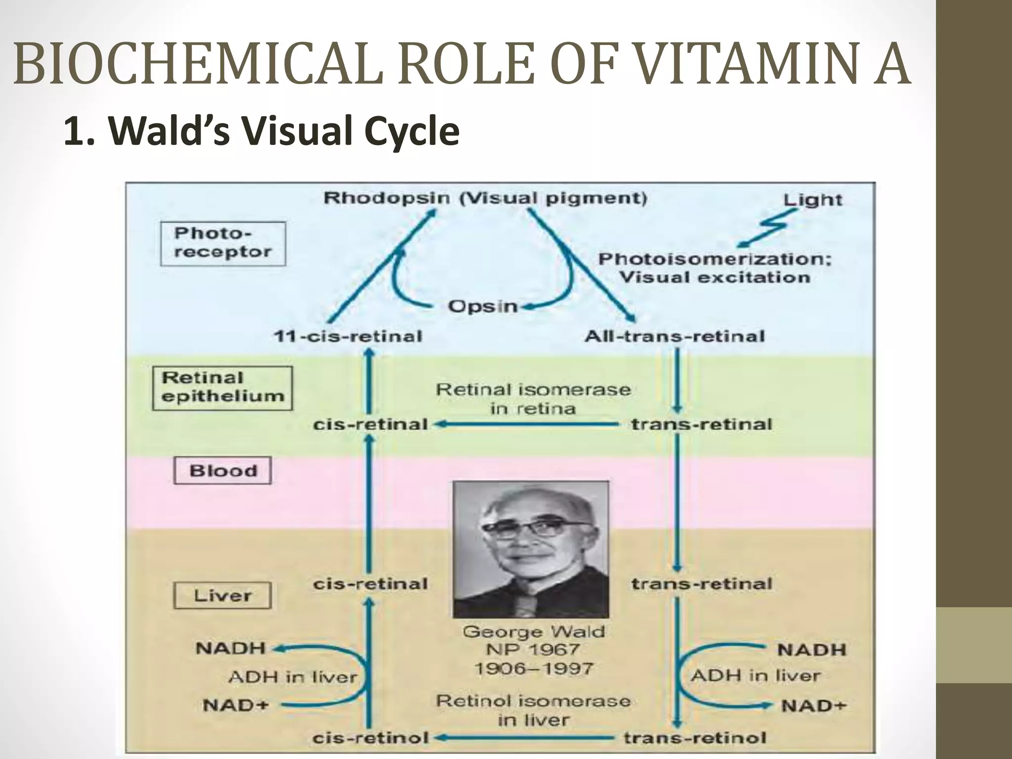 Vitamins In Dental Health | PPTX