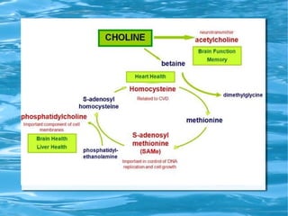 Vitamin uses for: Choline, B8,Inositol, Molybdenum,Iodine, Copper & Nickel | ODP