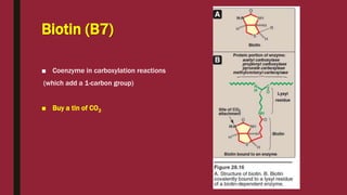 Vitamins b2, b3, b5, b6, b7 (Biochemistry – Lippincott’s Illustrated ...