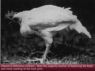 Vitamins in animals | PPTX