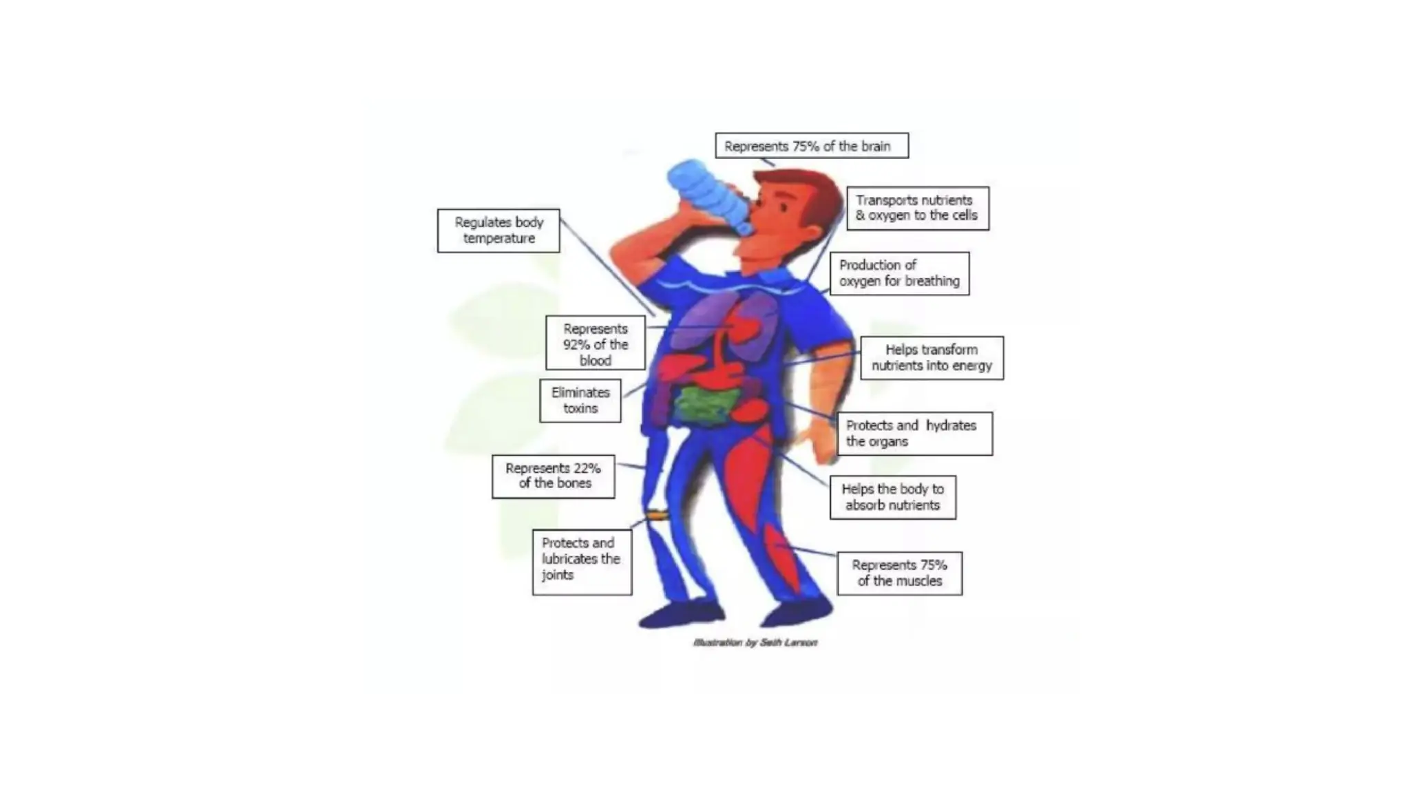 Vitamins, Minerals and Water.pptxnbbbvvvvb | PPTX