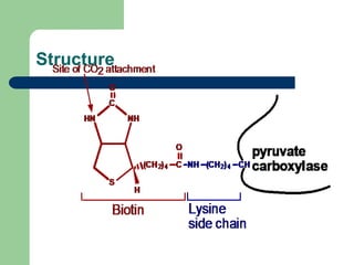 Vitamins of B group.ppt and it's function metabolism | PPT