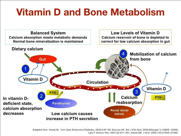 Vitamin D And Bone Metabolism
