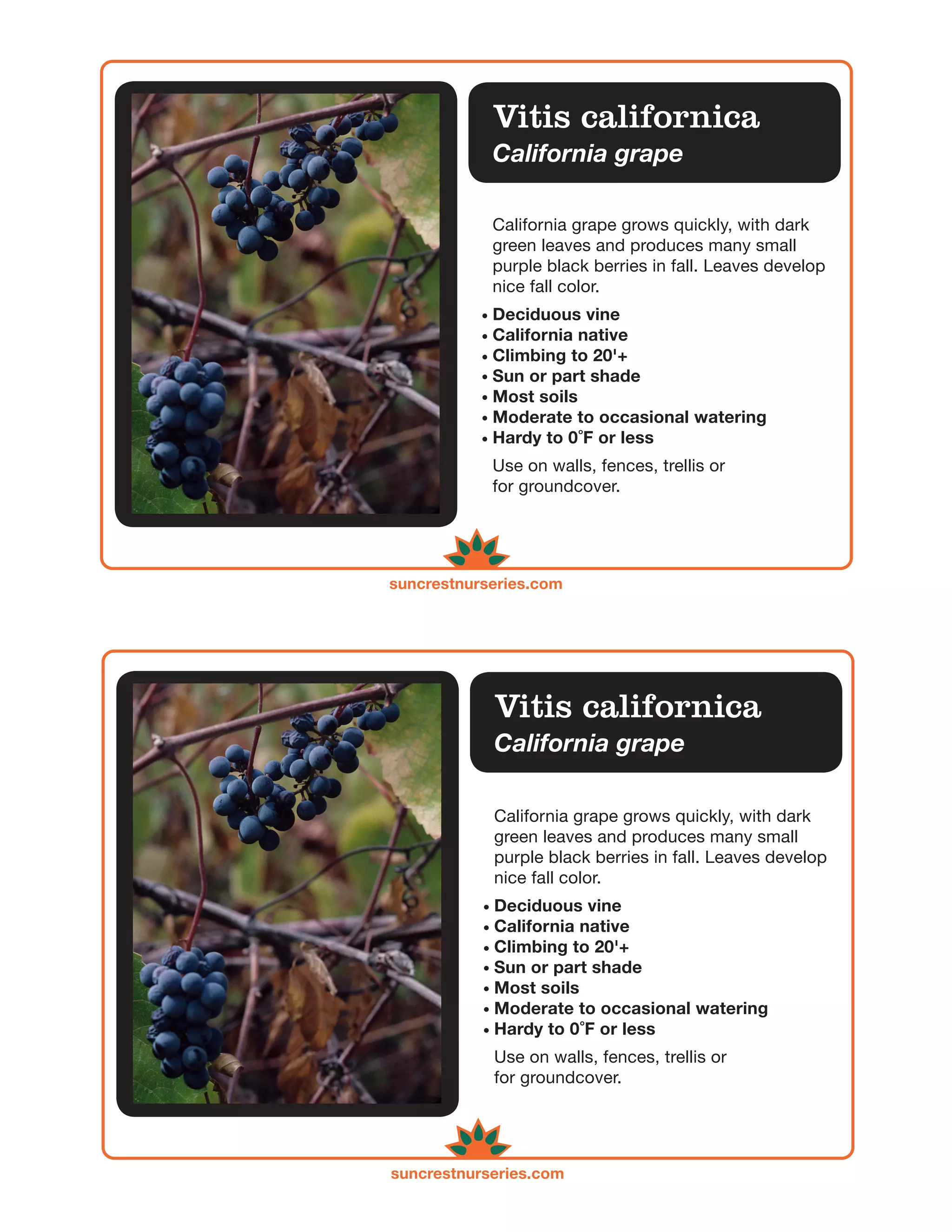 Vitis californica label | PDF