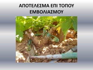 Vitis vinifera | PPTX