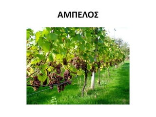 Vitis vinifera | PPTX
