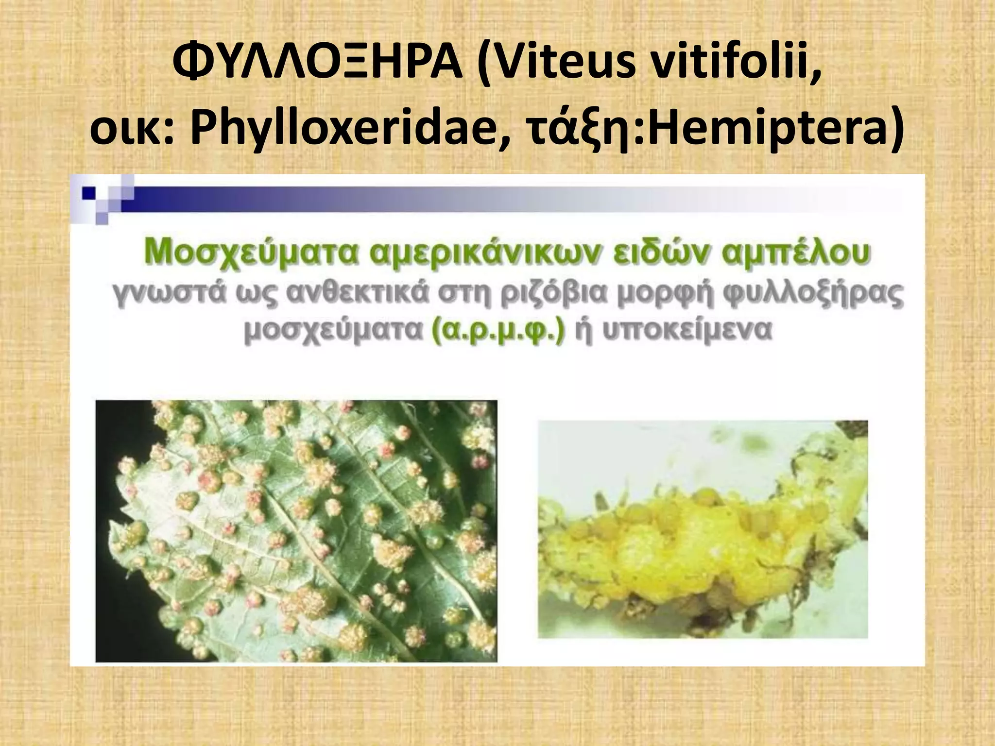 Vitis vinifera irrigation | PPTX