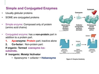 Enzymes and Vitamins | PPTX