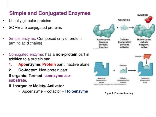 Simple Enzyme Structure