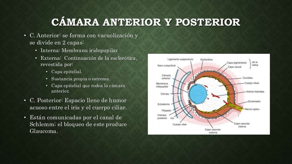 Camara anterior, posterior y cuerpo vitreo