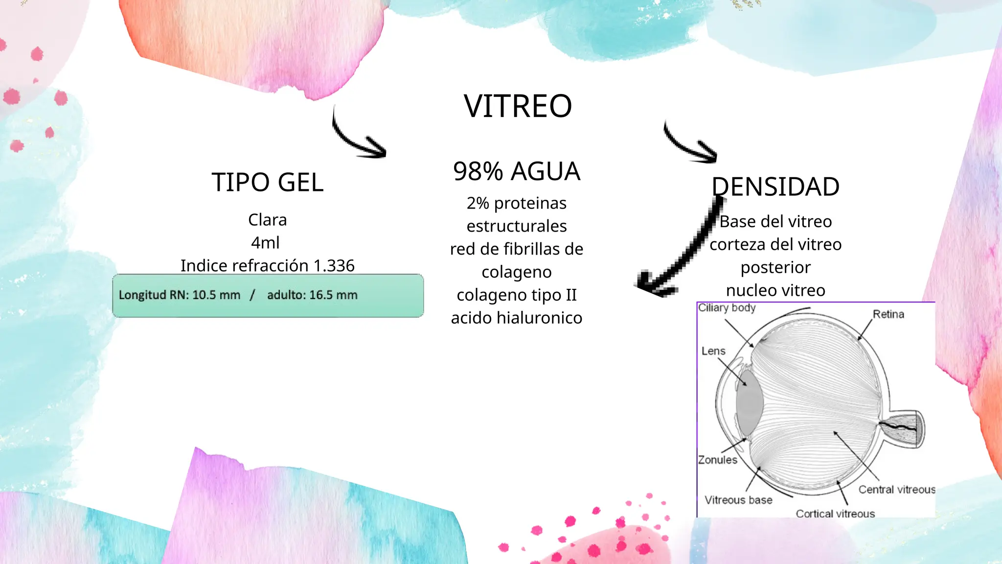 Anatomía del Cuerpo Vítreo: Estructura y Funció | PPTX