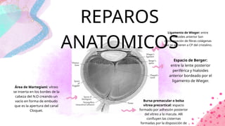 Anatomía del Cuerpo Vítreo: Estructura y Funció | PPTX