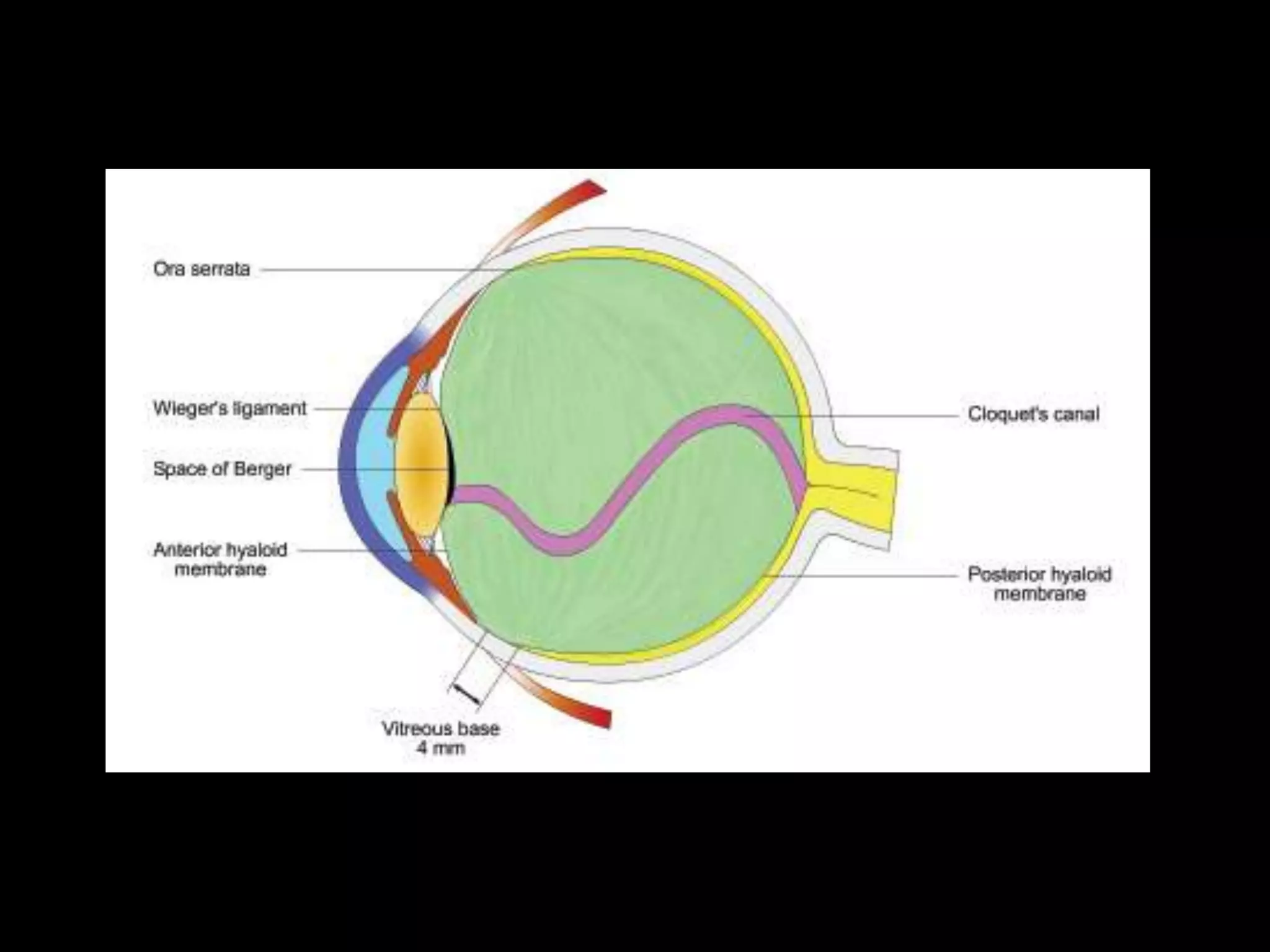 Vitreous | PPTX